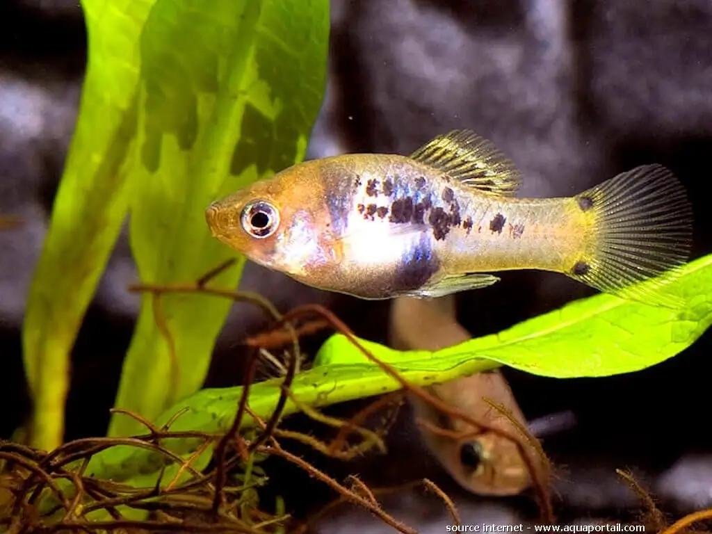 Xiphophorus xiphidium (platy porte-épée)