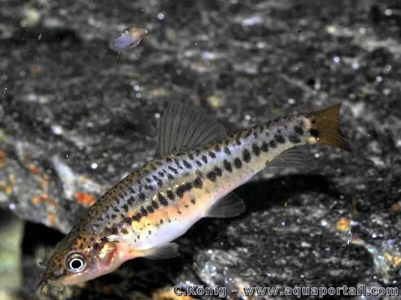 Yunnanilus brevis (loche du lac Inle)