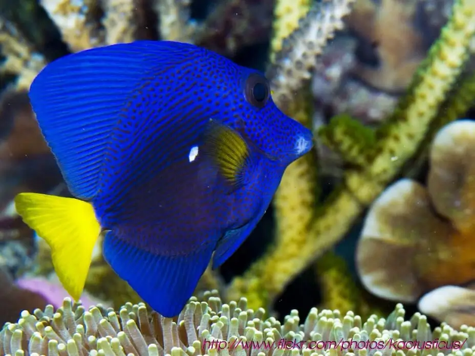 Zebrasoma xanthurum (poisson-chirurgien voile à queue de jaune)