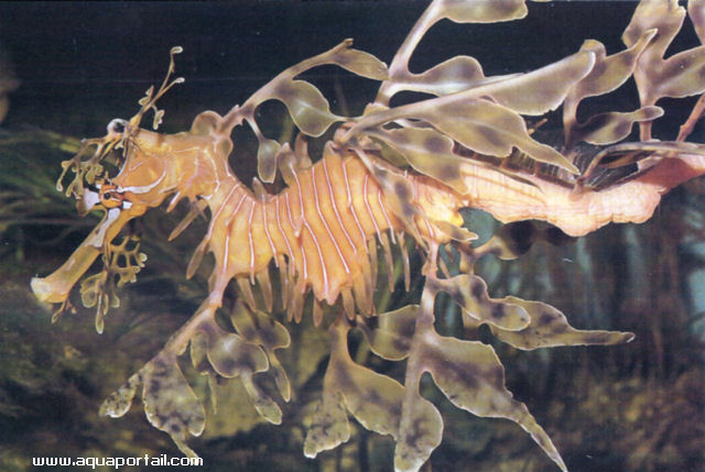 Phycodurus eques: dragon de mer, sa reproduction en 13 photos