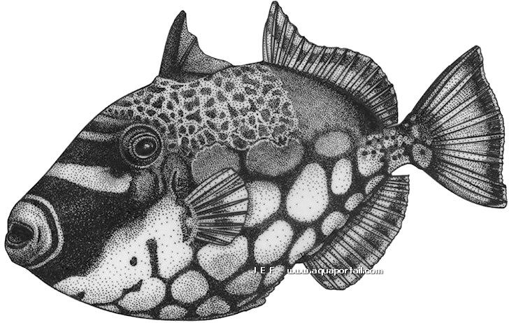 Balistoides conspicillum : le baliste-clown