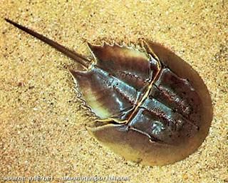Merostomata classe Les M rostomes Merostomata classe Les M rostomes
