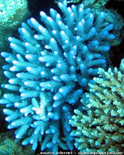 Corail : définition