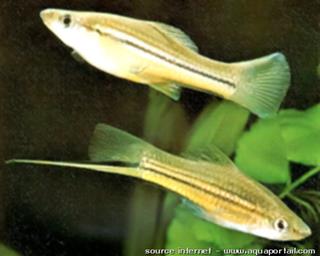 Xiphophorus hellerii : le xipho porte-épée