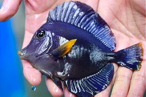 recifal-france • Du violet... : les poissons