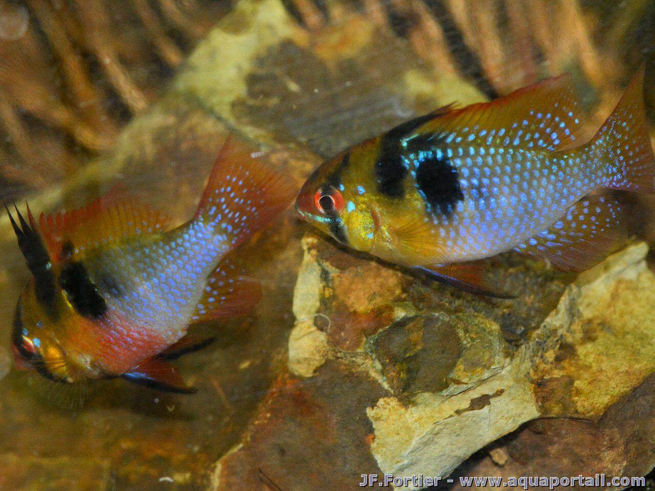 Alevins Mikrogeophagus ramirezi en nage libre : forum poissons