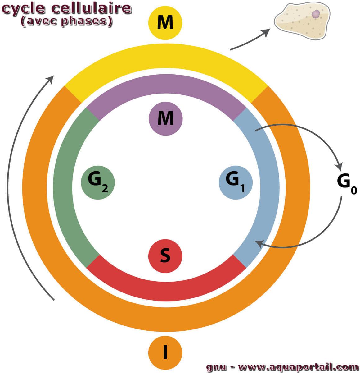 Cycle cellulaire: définition et explications Cycle cellulaire: définition et explications