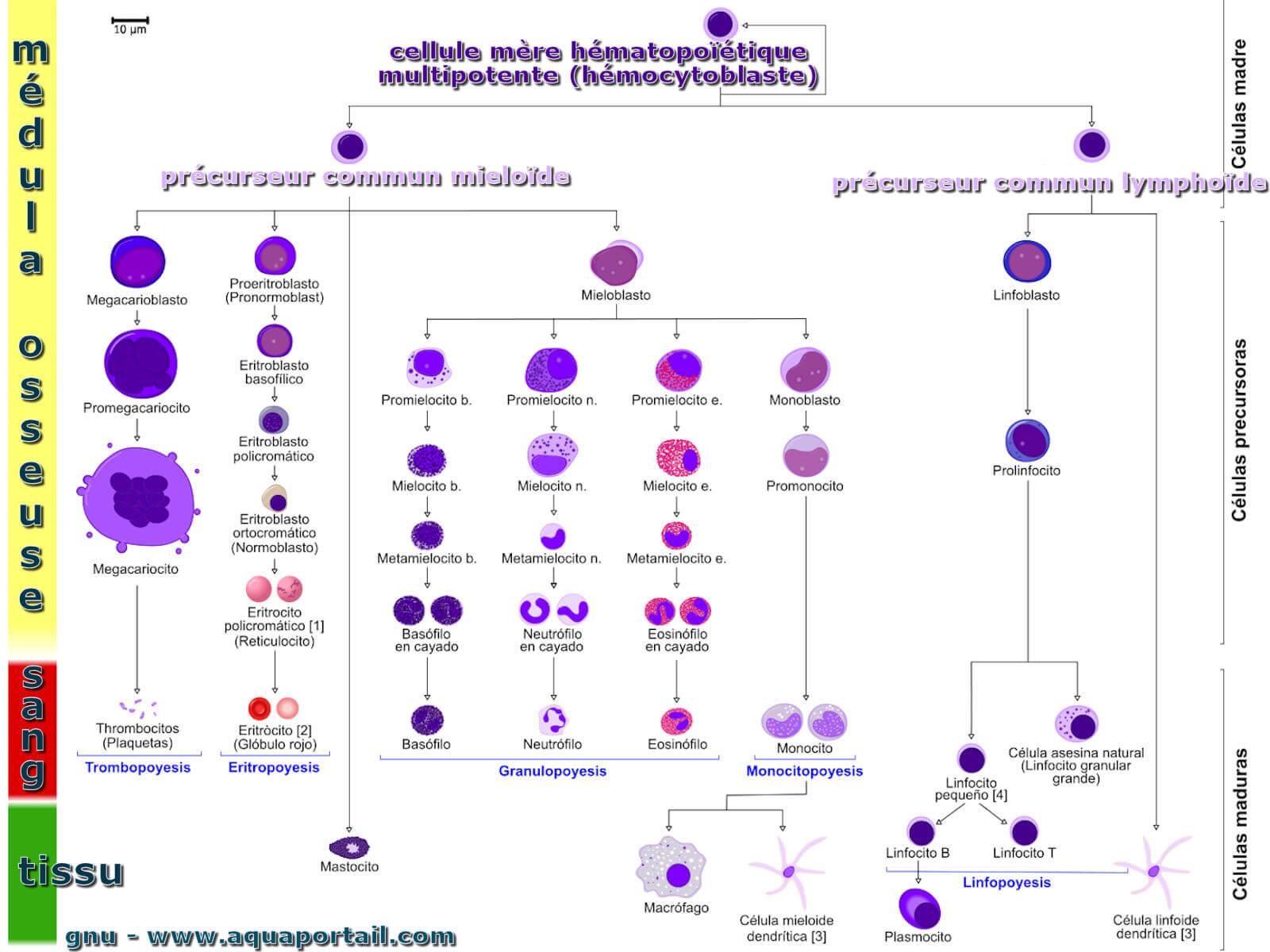 Qual A Defini o Do Processo De Hematopoiese RETOEDU Qual A Defini o Do Processo De Hematopoiese RETOEDU