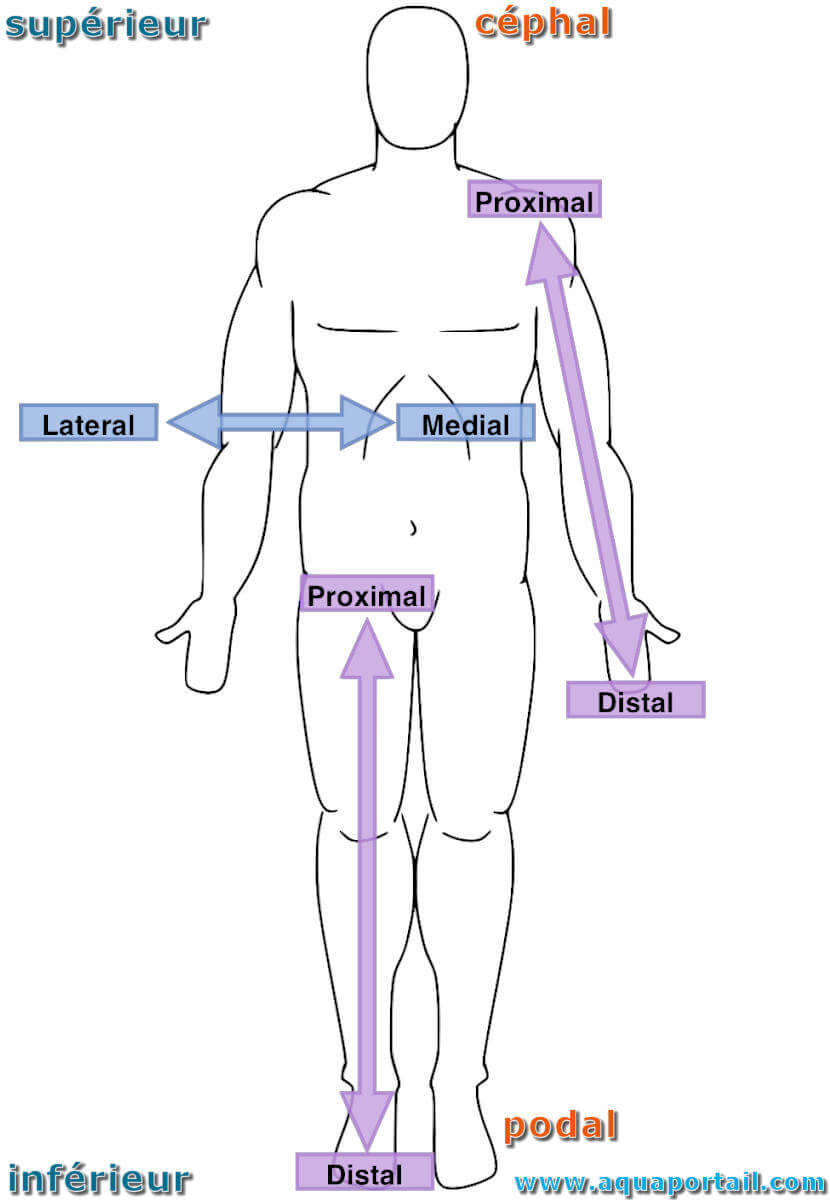 Significado Da Palavra Distal Em Anatomia MODISEDU Significado Da Palavra Distal Em Anatomia MODISEDU