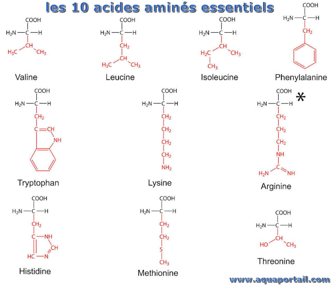 Acide Amin D finition Et Explications