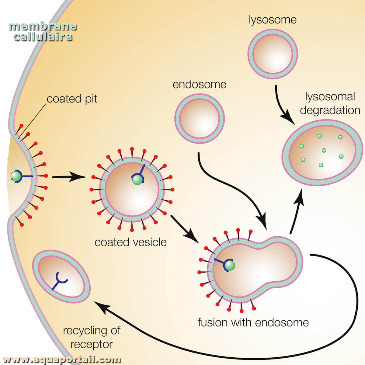 Endosome D finition Et Explications Endosome D finition Et Explications