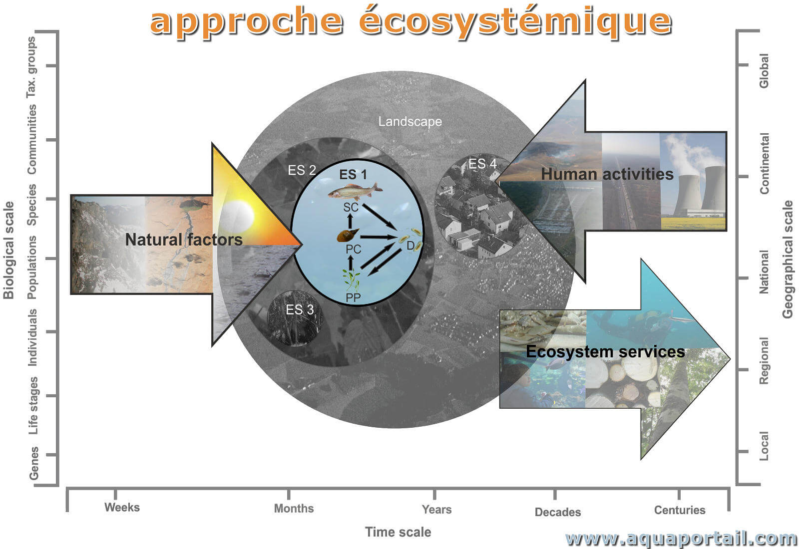 Systémique : définition et explications Systémique : définition et explications