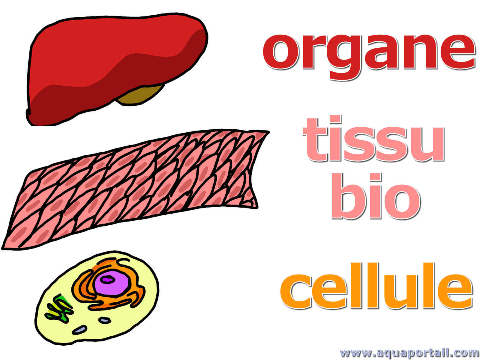 Tissu biologique : définition et explications Tissu biologique : définition et explications