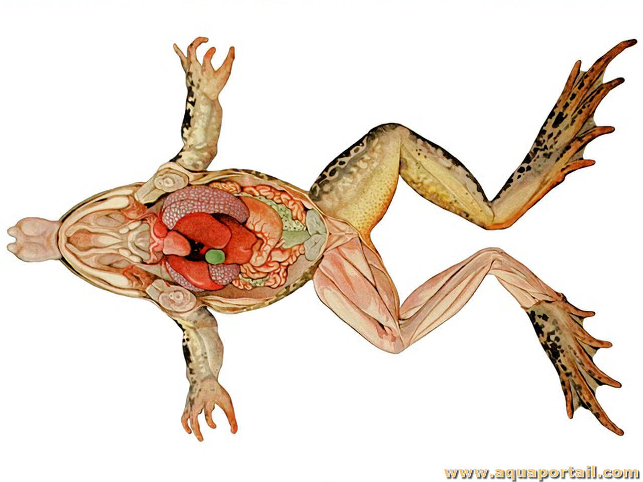 Dissection D finition Et Explications Dissection D finition Et Explications