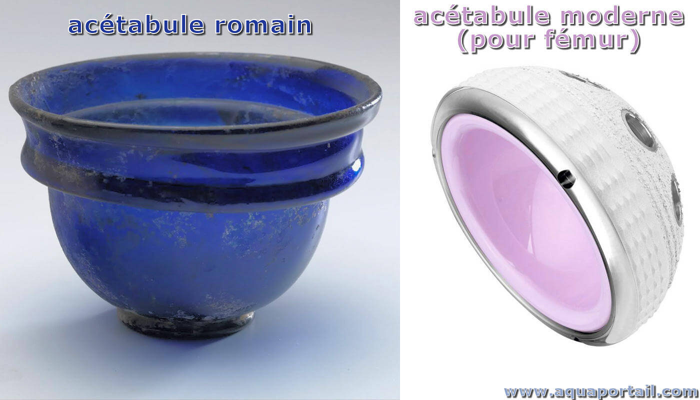 Acétabule : définition et explications - AquaPortail Acétabule : définition et explications - AquaPortail