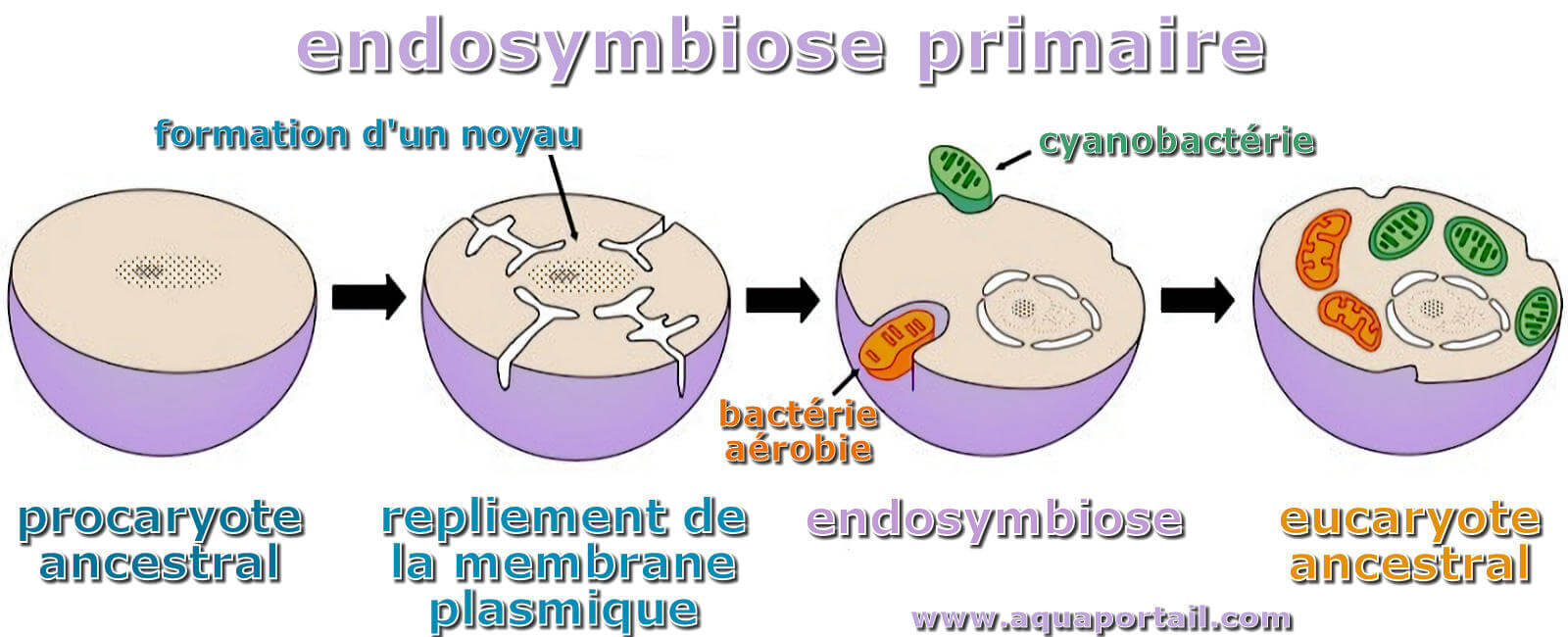 Endosymbiose D finition Et Explications AquaPortail Endosymbiose D finition Et Explications AquaPortail