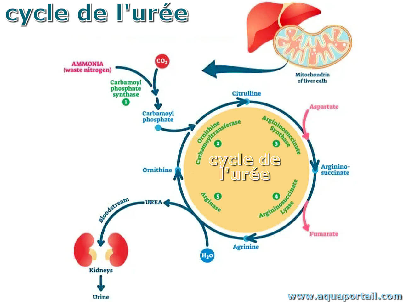 Cycle De L ur e D finition Et Explications Cycle De L ur e D finition Et Explications