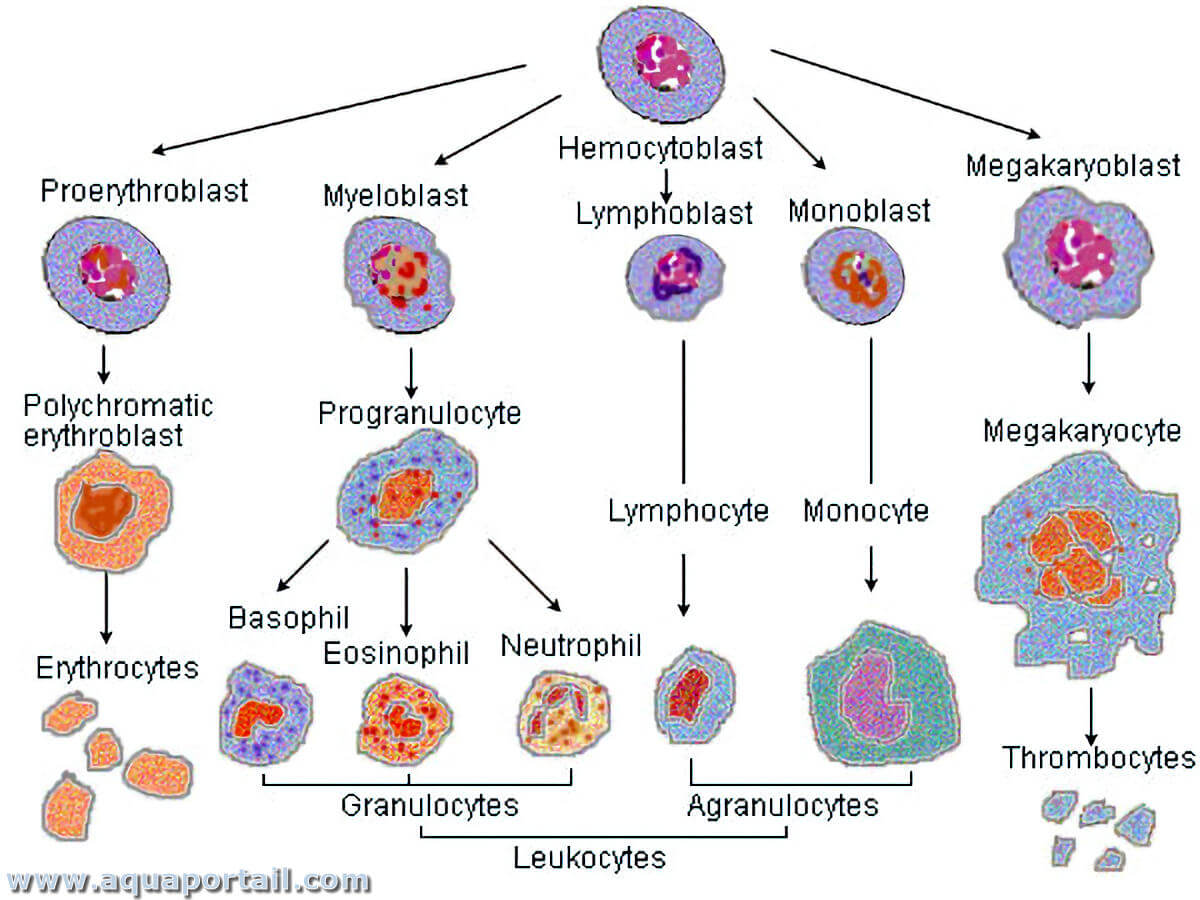 H mocytoblaste D finition Et Explications H mocytoblaste D finition Et Explications