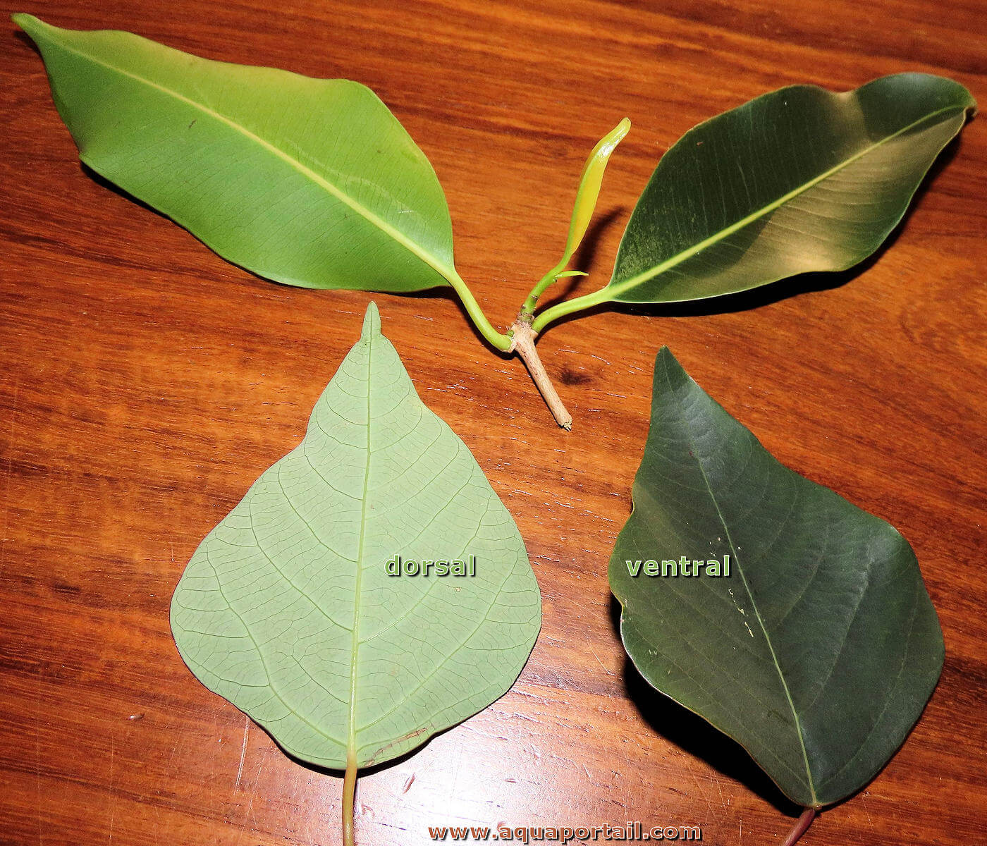 Dorsiventral D finition Et Explications AquaPortail Dorsiventral D finition Et Explications AquaPortail