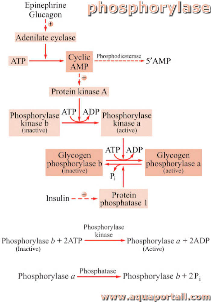 Phosphorylase D finition Et Explications AquaPortail