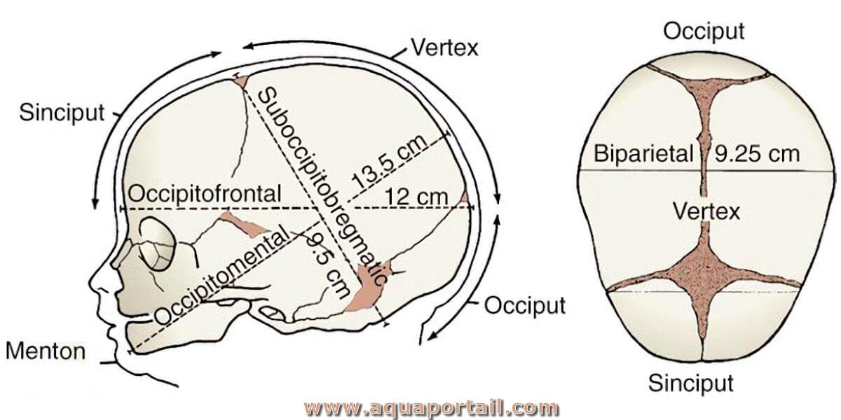 Vertex D finition Et Explications Vertex D finition Et Explications