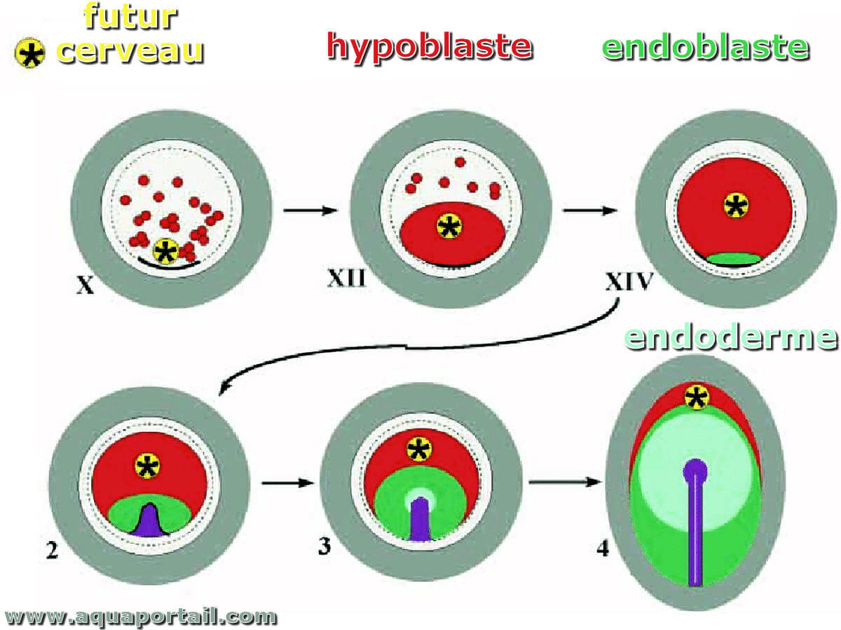 Endoblaste D finition Et Explications