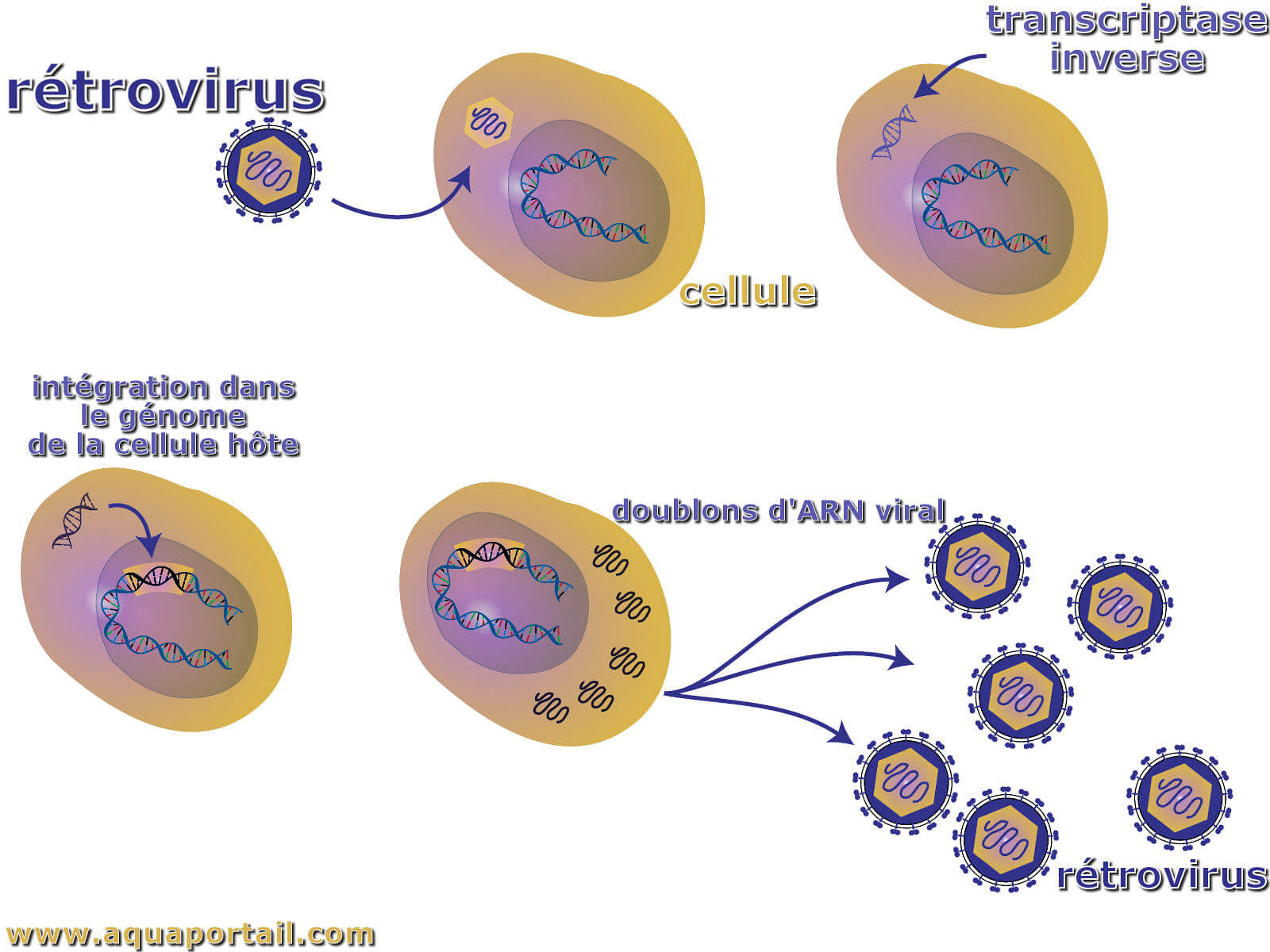 R trovirus D finition Et Explications