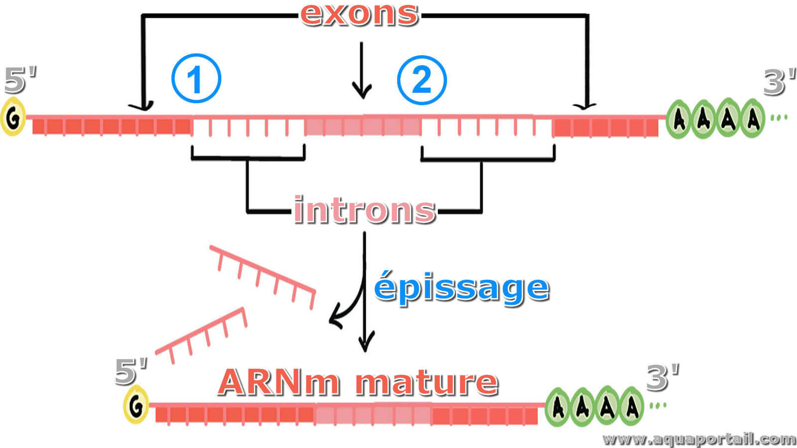 What Are Introns Definition Role In Transcription Exp - vrogue.co What Are Introns Definition Role In Transcription Exp - vrogue.co