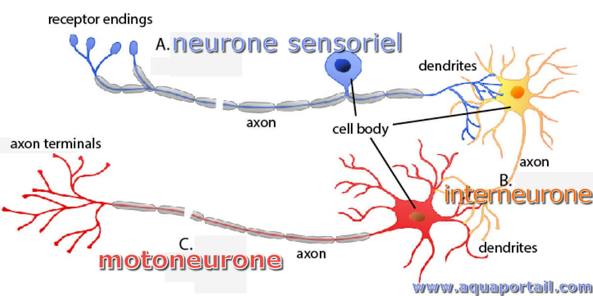 Motoneurone Définition Et Explications