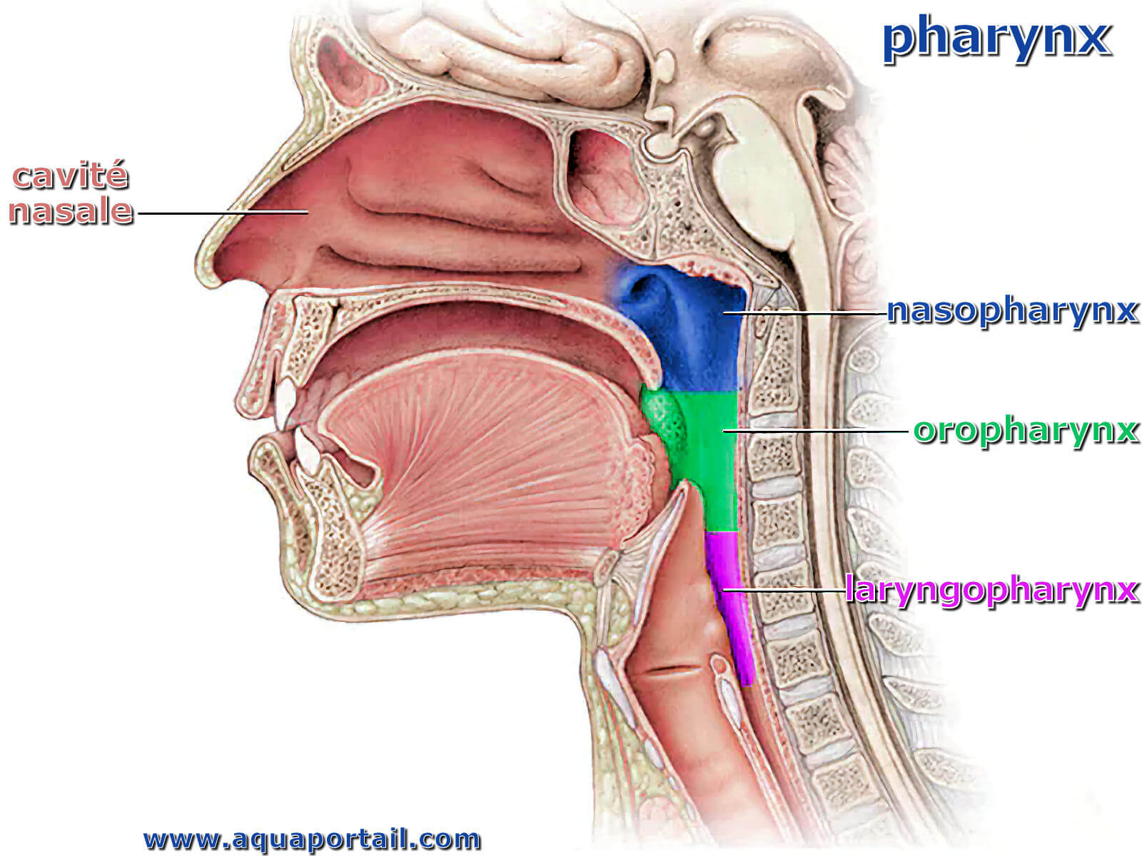 Pharynx D finition Et Explications