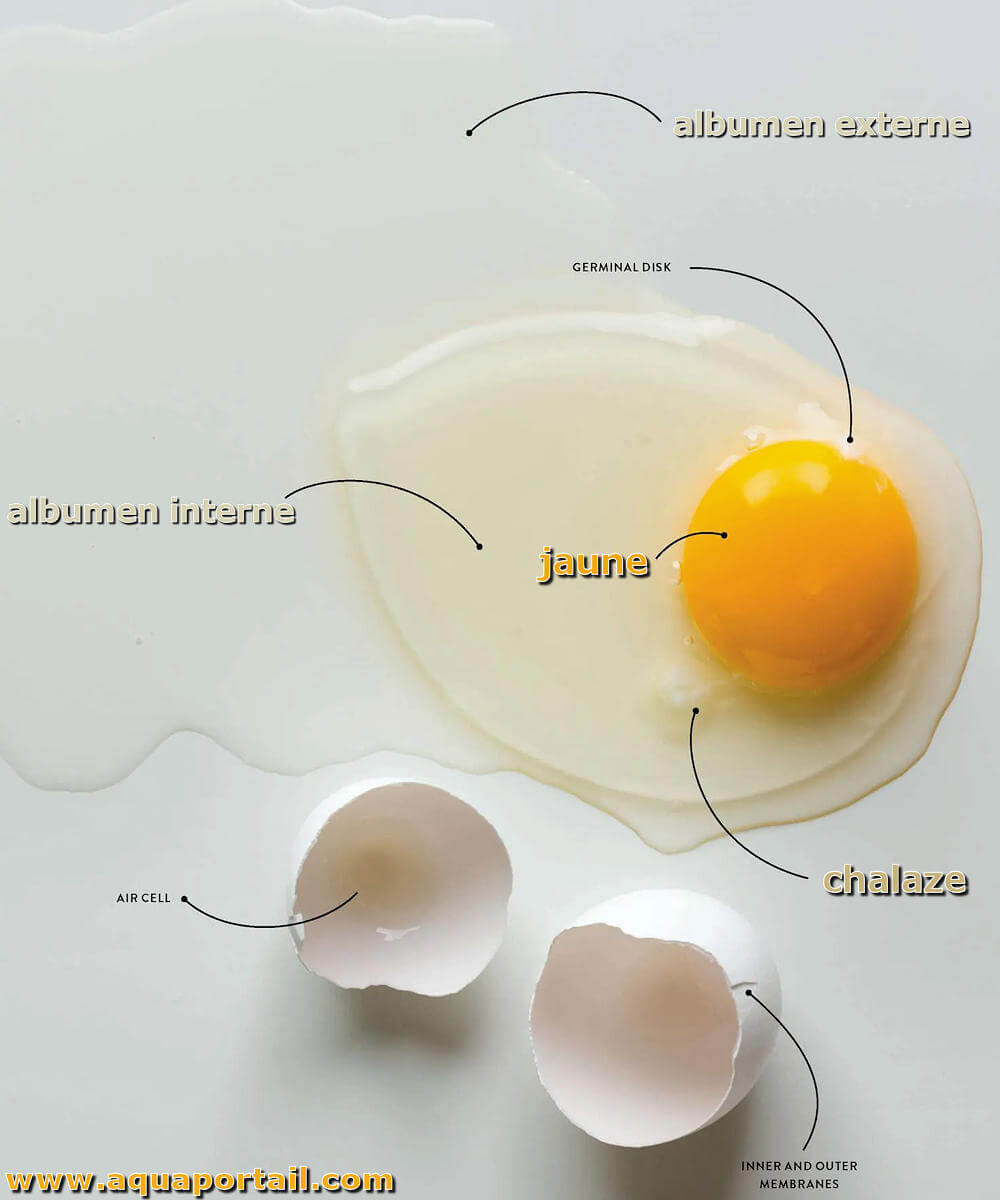 Albumen D finition Et Explications