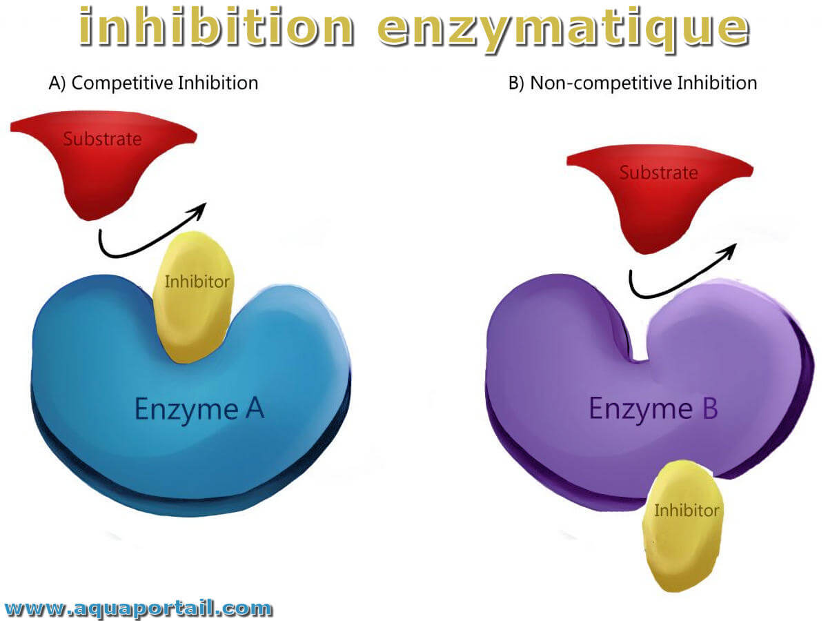 Inhibition D finition Et Explications AquaPortail