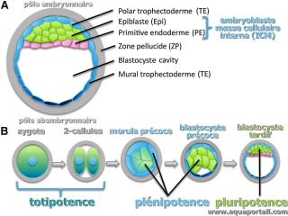 Totipotence : définition et explications