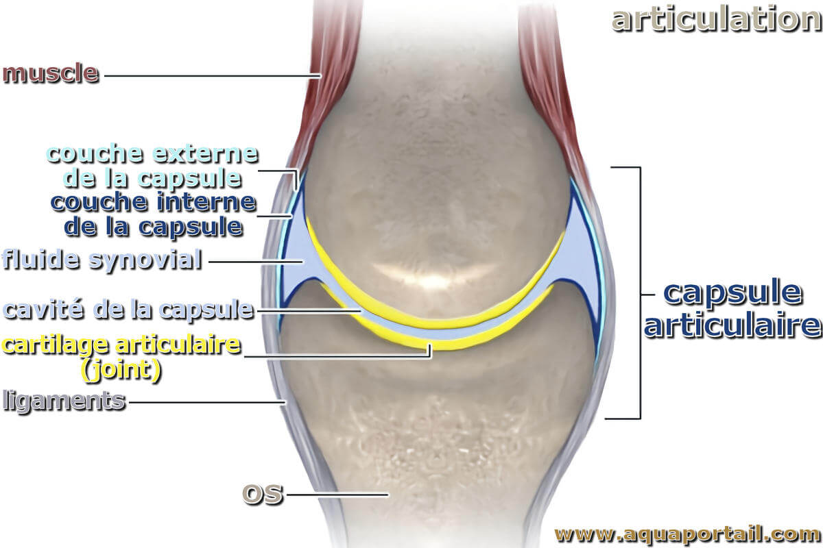 Capsule Articulaire D finition Et Explications