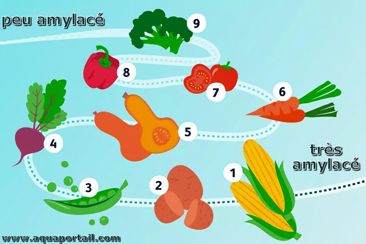 Amylacé : définition illustrée avec explications - AquaPortail Amylacé : définition illustrée avec explications - AquaPortail