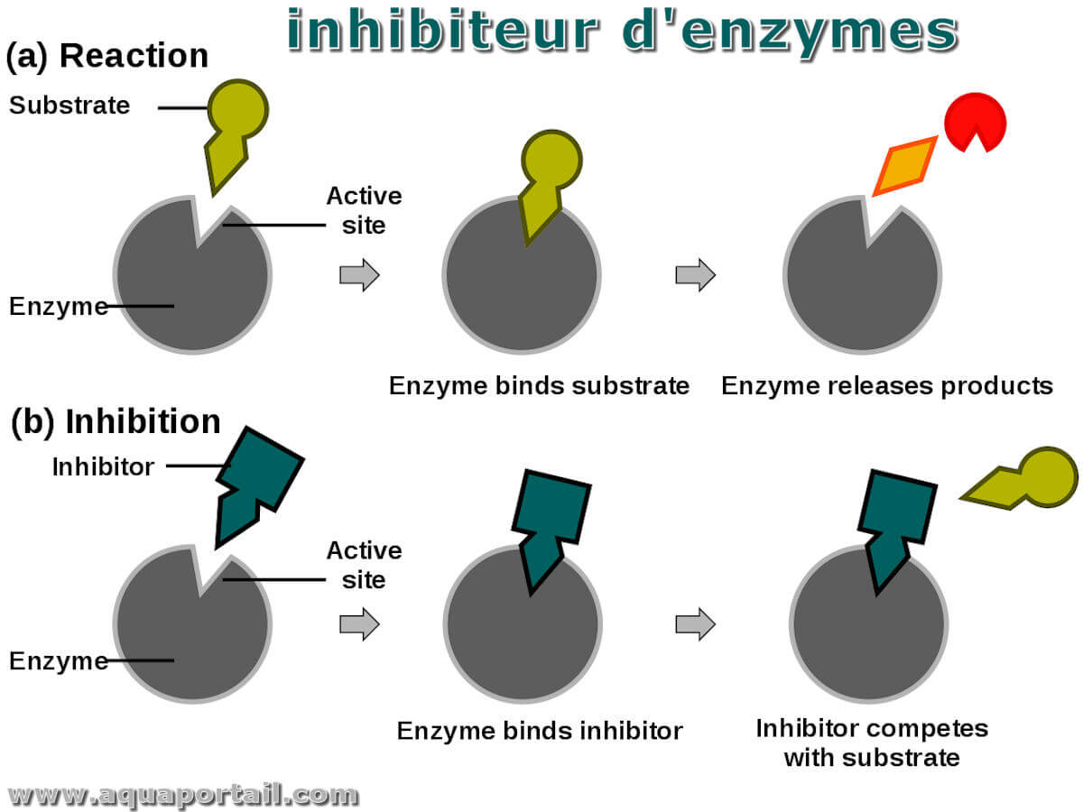 Inhibiteur Enzymatique D finition Et Explications AquaPortail