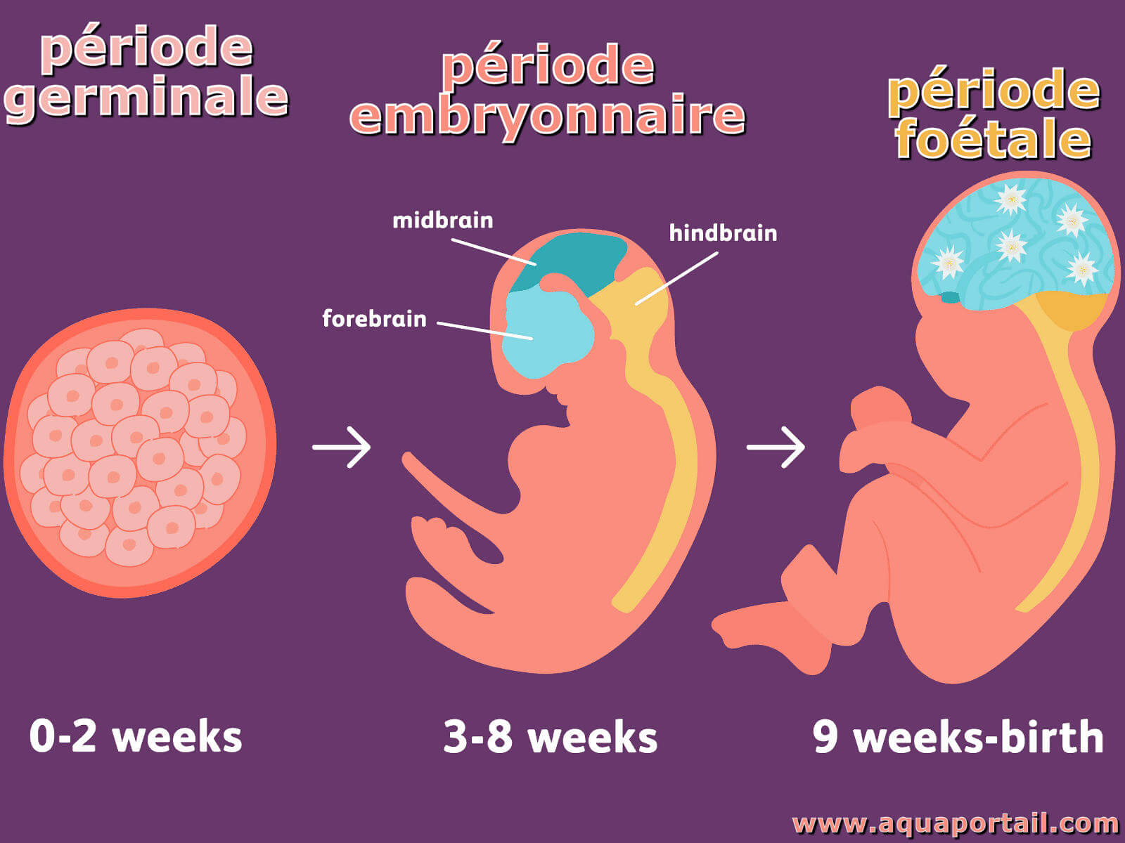 P riode Embryonnaire D finition Et Explications P riode Embryonnaire D finition Et Explications