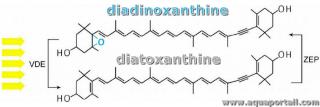 Xanthine : définition et explications