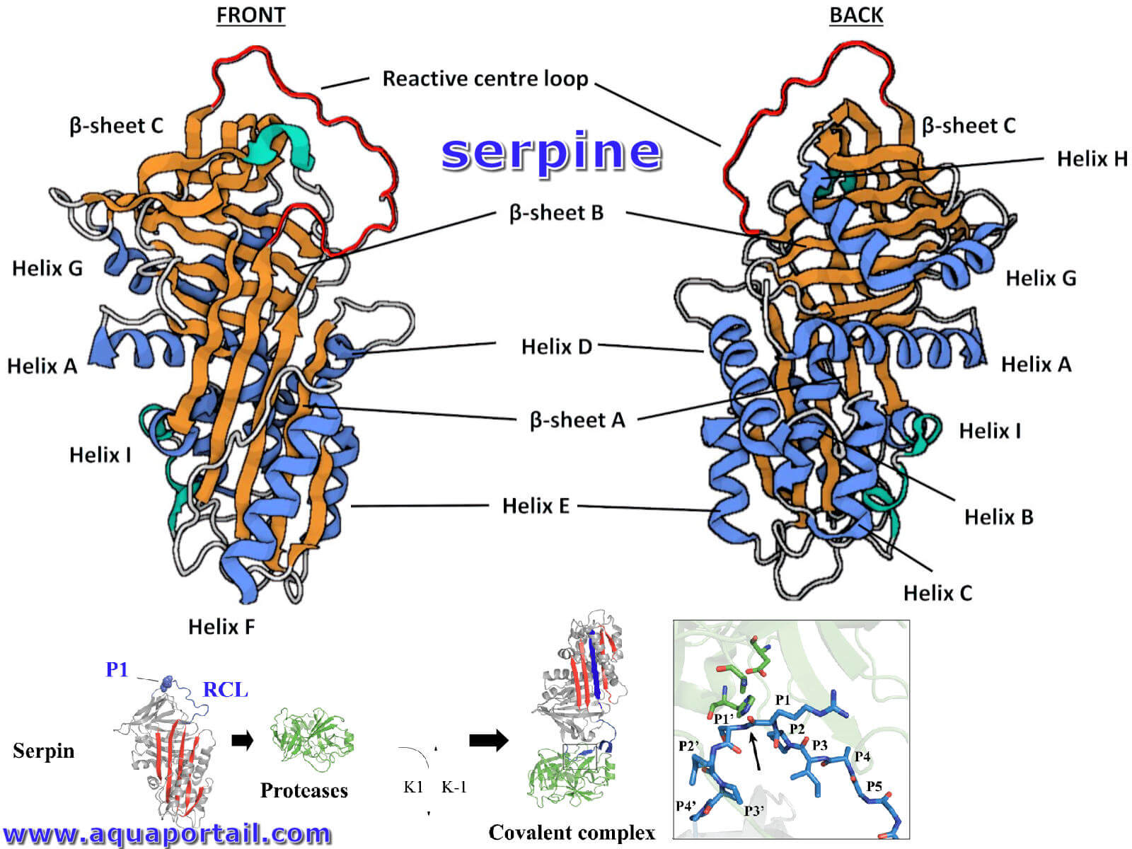 Serpine : définition illustrée avec explications - AquaPortail Serpine : définition illustrée avec explications - AquaPortail