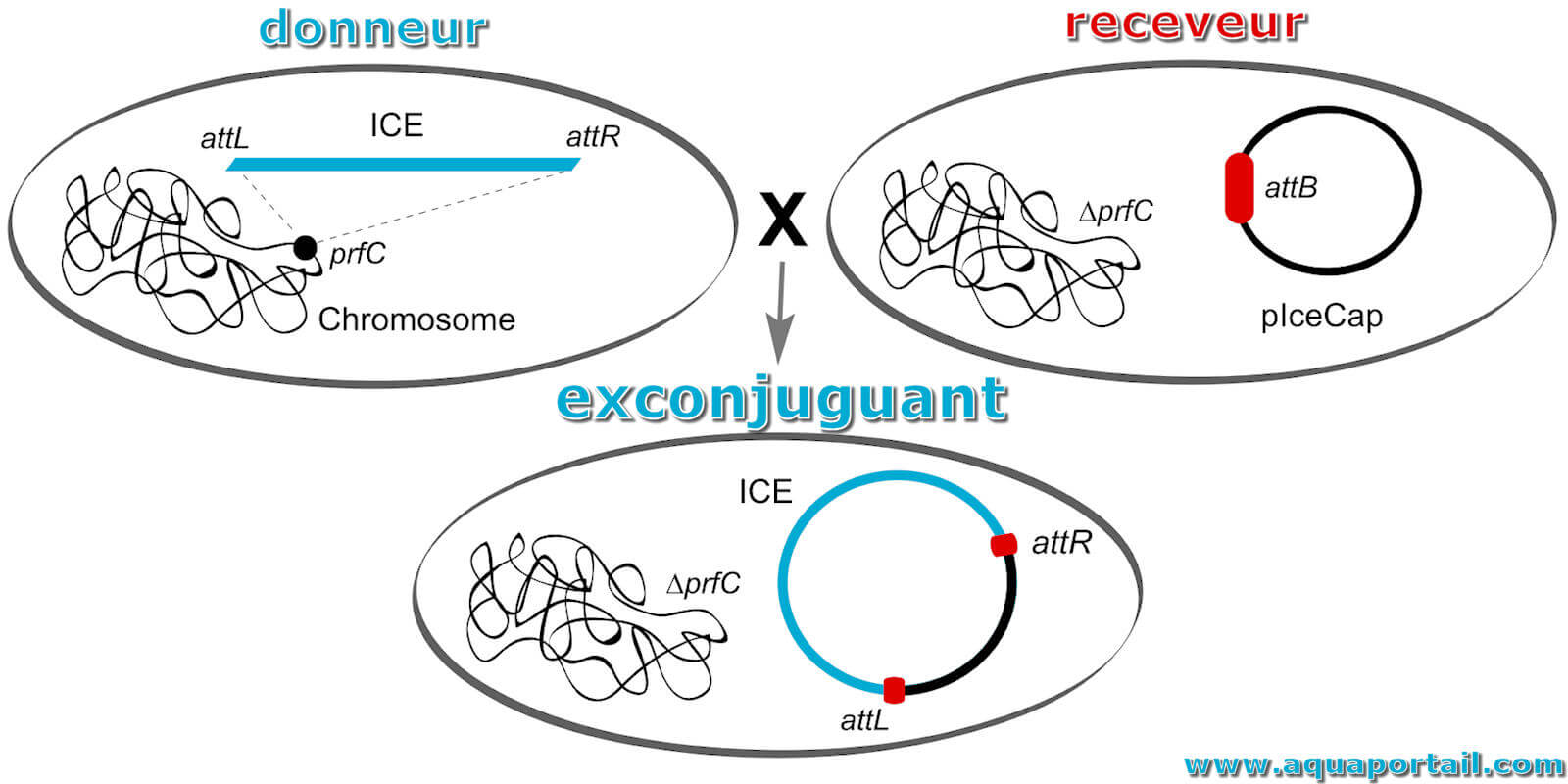 Exconjuguant : définition illustrée et explications Exconjuguant : définition illustrée et explications