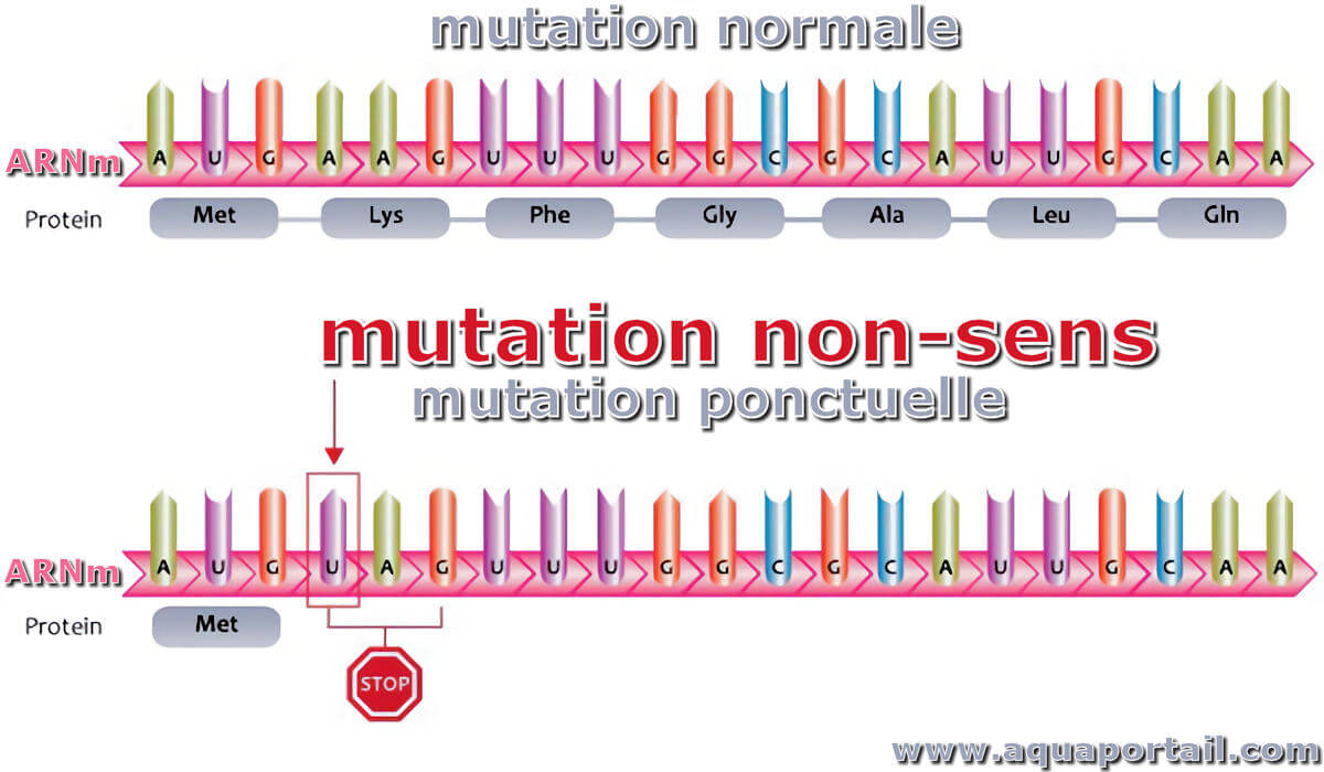 Mutation spontanée : définition illustrée avec explications - AquaPortail Mutation spontanée : définition illustrée avec explications - AquaPortail