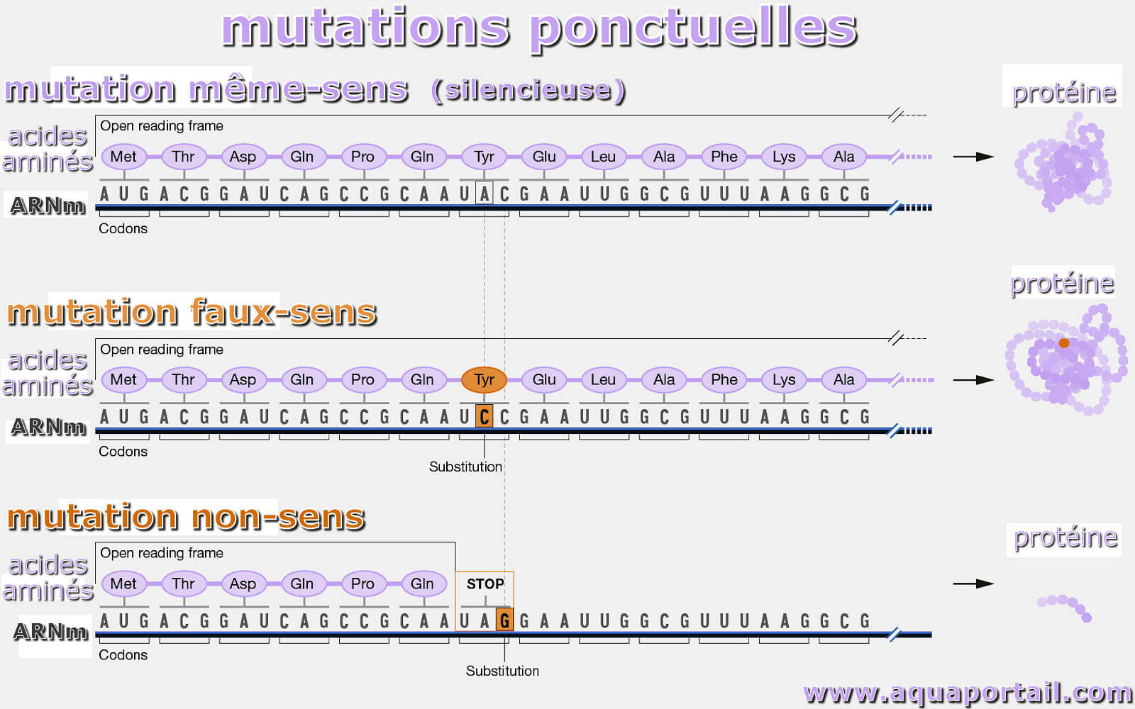 Mutation ponctuelle : définition et explications - AquaPortail Mutation ponctuelle : définition et explications - AquaPortail
