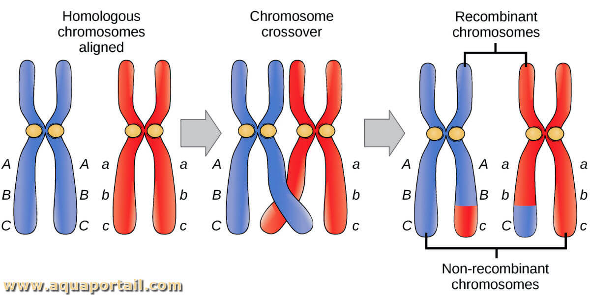 Un Chromosome Qu est ce Que C est 