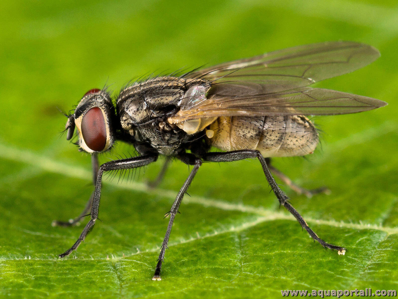 La Mouche Domestique Cycle De Vie De La Mouche UKZFM La Mouche Domestique Cycle De Vie De La Mouche UKZFM