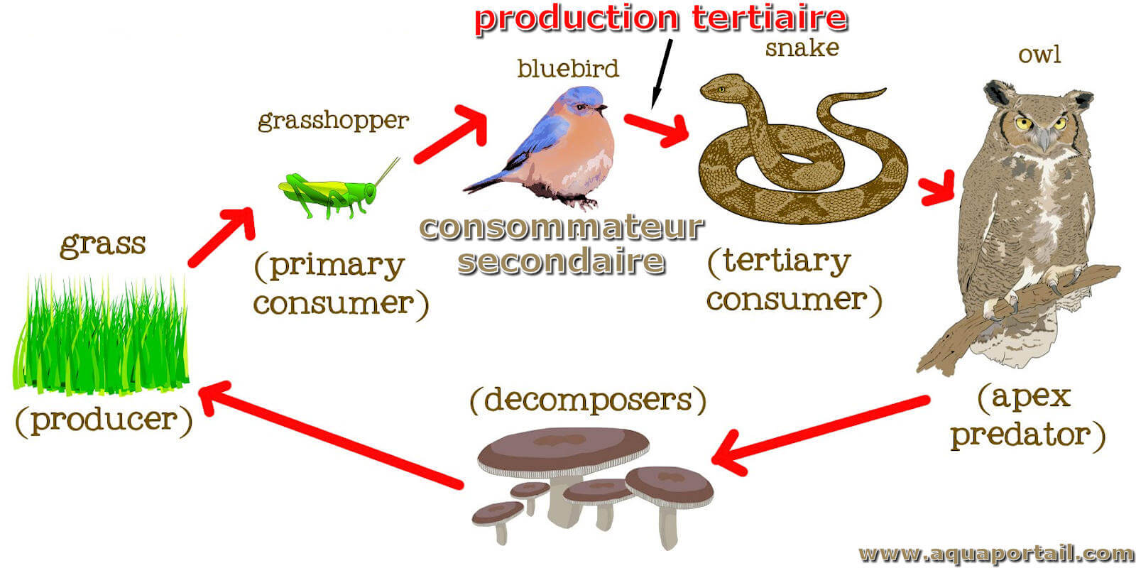Traitement tertiaire : définition et explications Traitement tertiaire : définition et explications