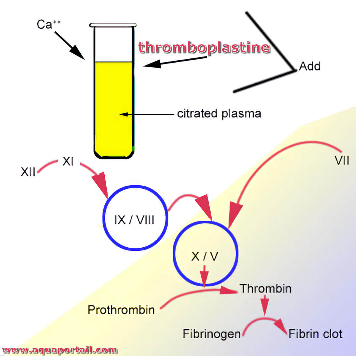Thromboplastine D finition Illustr e Et Explications
