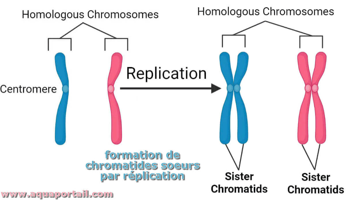 Une Chromatide Qu est ce Que C est 
