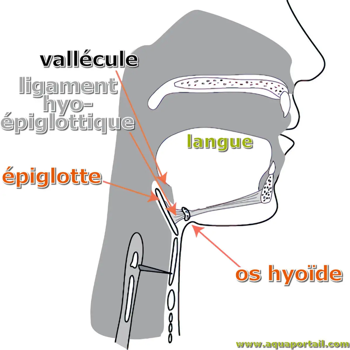 Vallécule : définition et explications