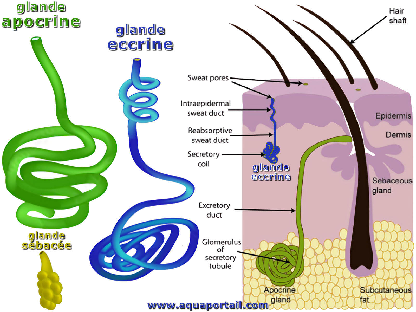 What Type Of Gland Is Eccrine At Myron Moses Blog