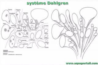 Classification de Dahlgren : définition et explications